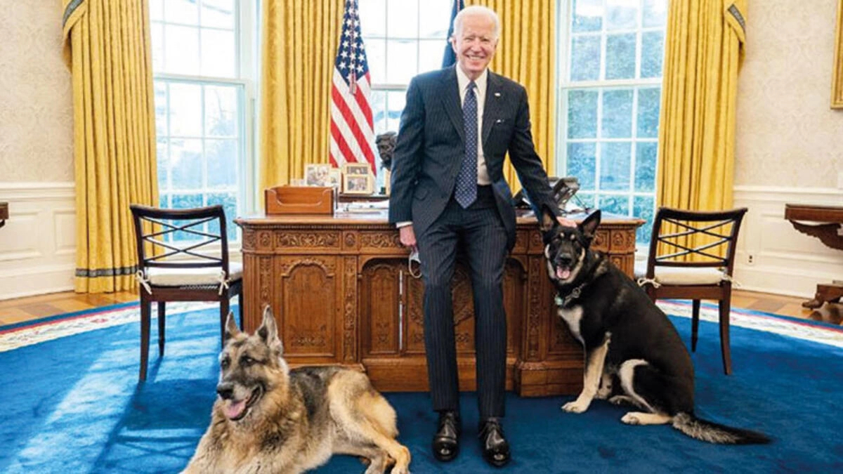 Joe Biden'ın eğitime gönderilen köpekleri Beyaz Saray'a geri döndü ...